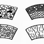 Foraminifera - British Geological Survey