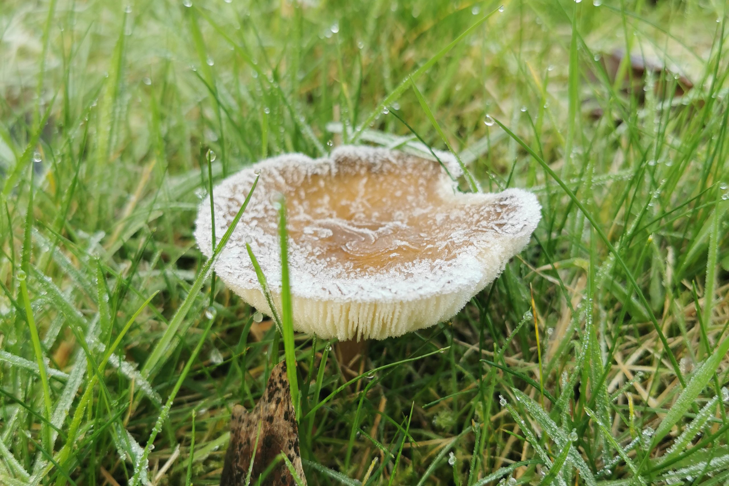 Mushroom spotting at BGS Keyworth - British Geological Survey